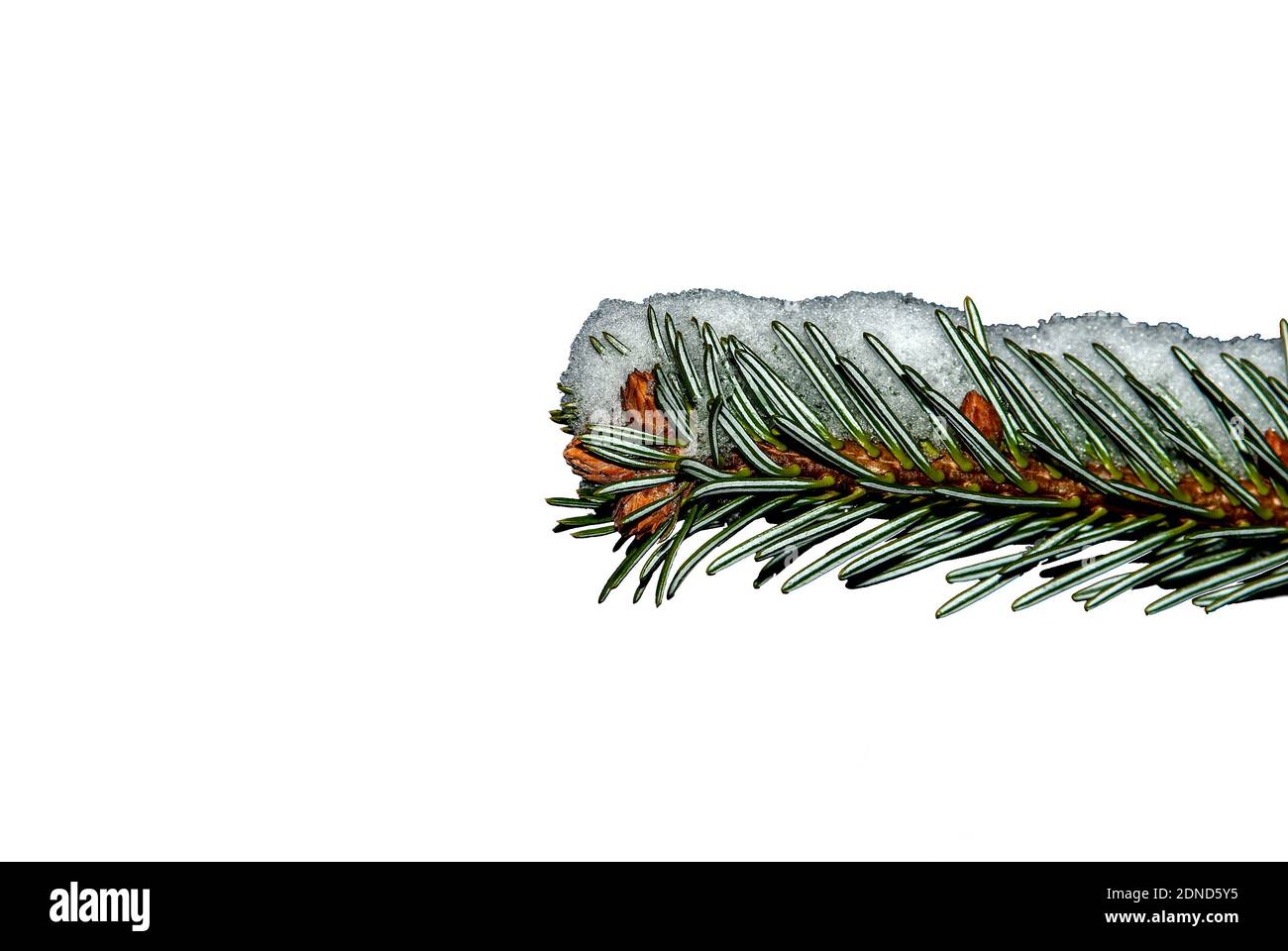 One fir twig - close-up of a snow-covered fir twig - isolated on a ...