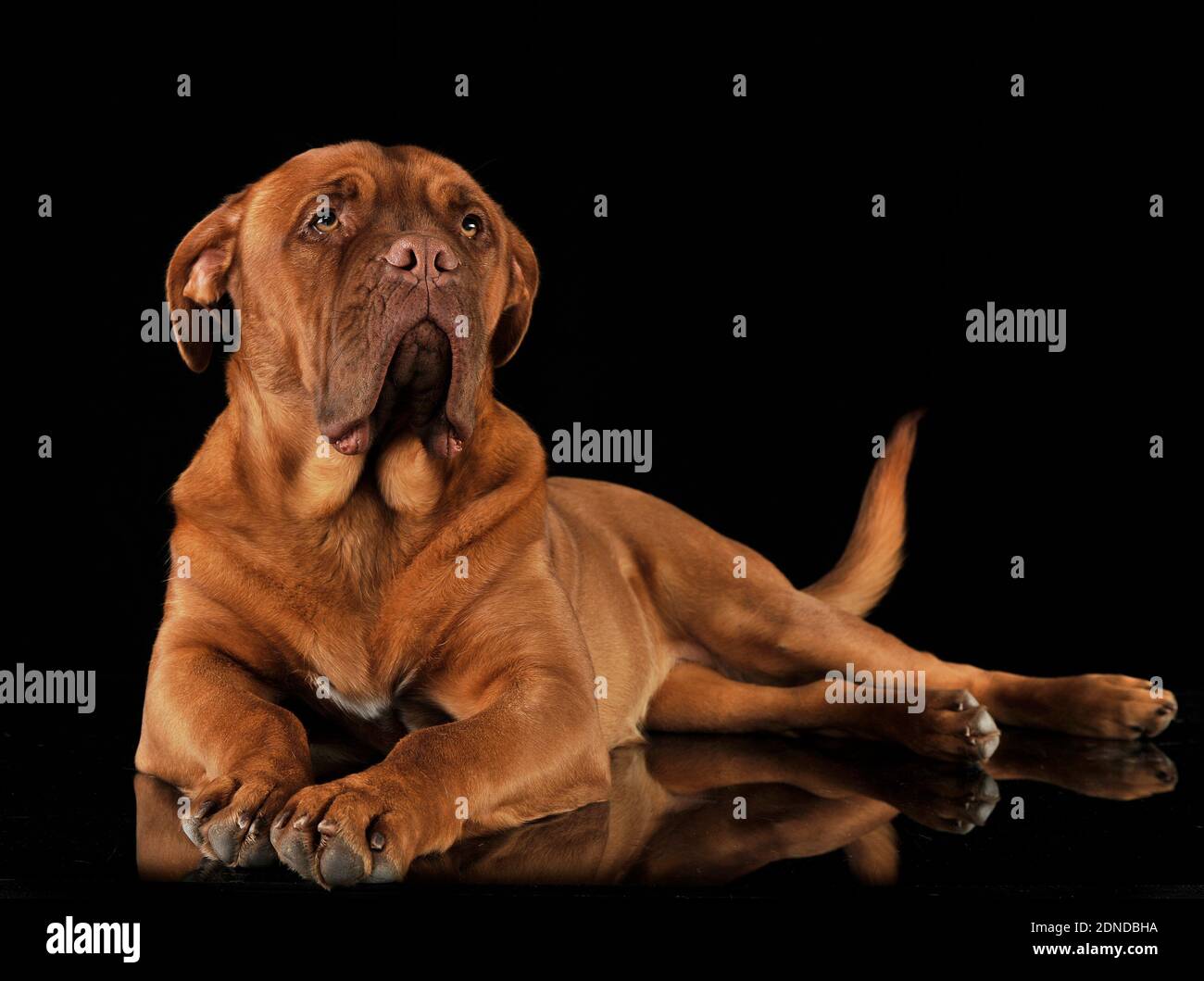 Cane corso head hi-res stock photography and images - Alamy