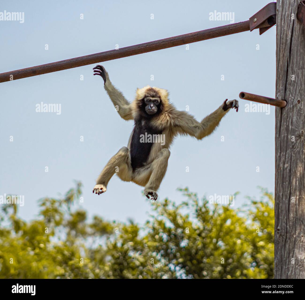 Flying primate hi-res stock photography and images - Alamy