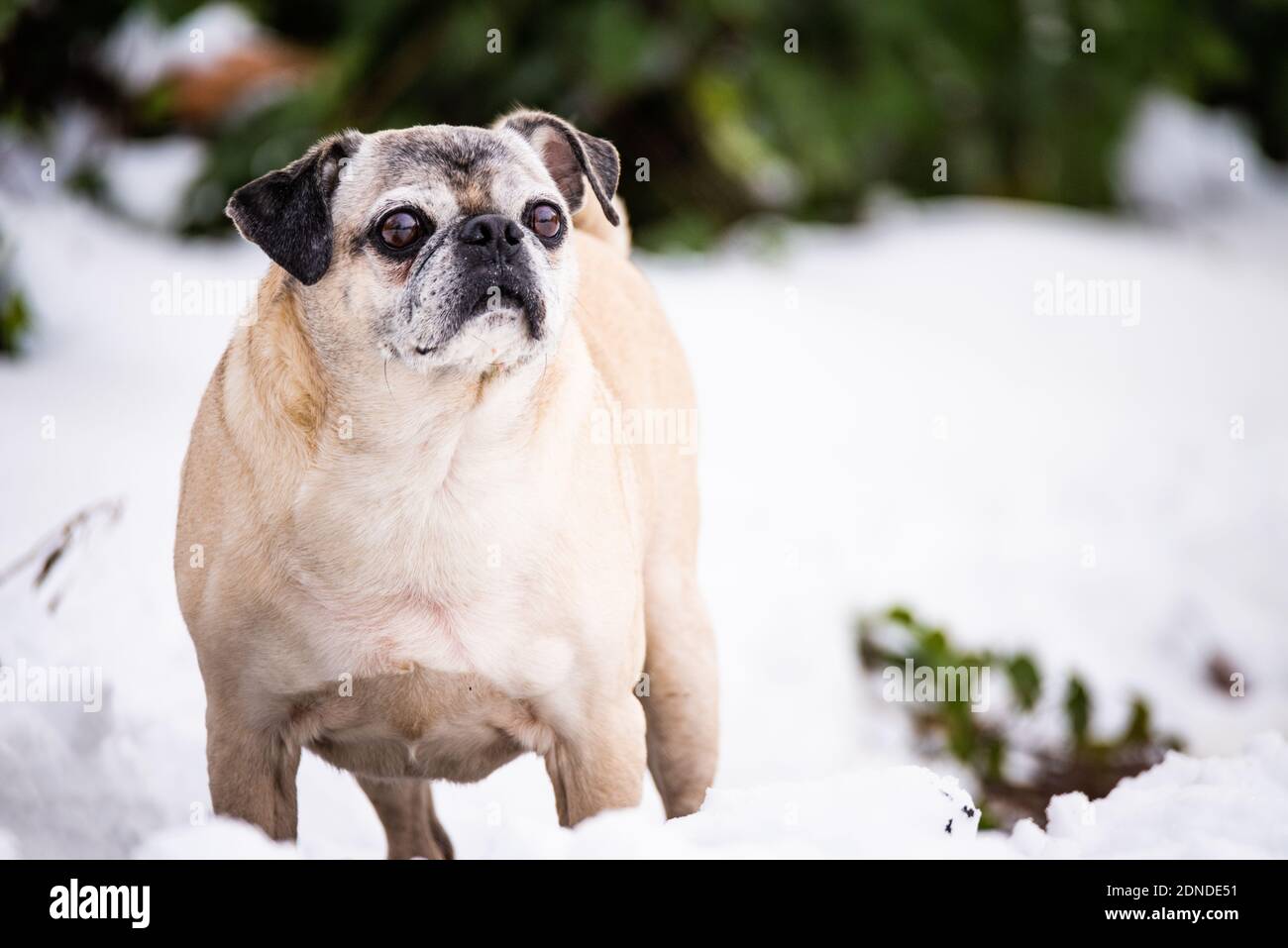An isolated portrait of a Pug standing in snow. Credit: Chris Baker ...