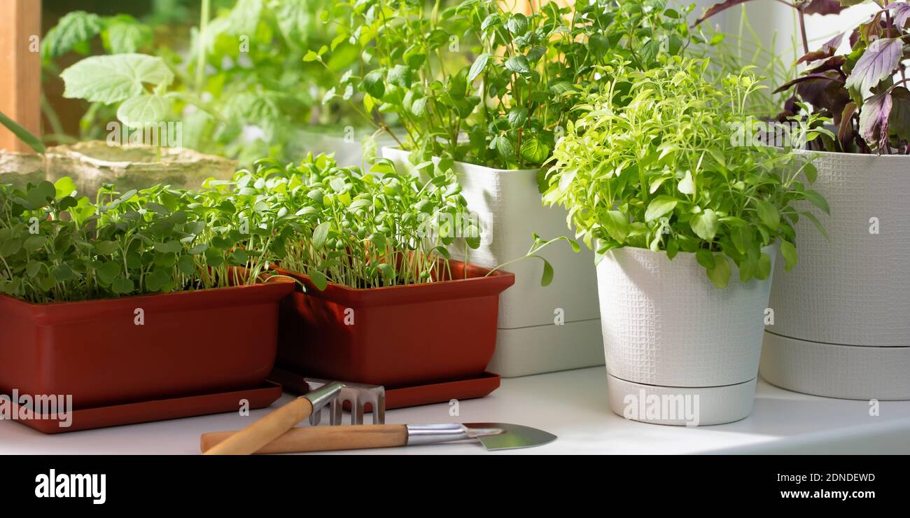 Various edible greens grow in pots on the windowsill. Growing healthy ...