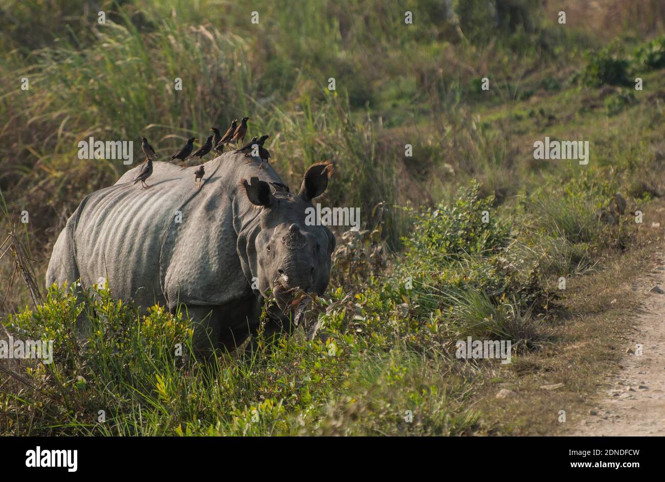 Rihno hi-res stock photography and images - Alamy