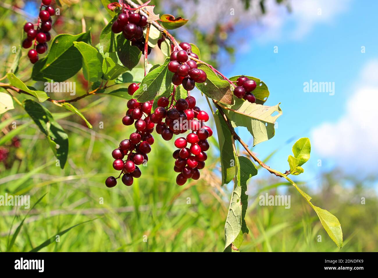 Chokecherries High Resolution Stock Photography and Images - Alamy