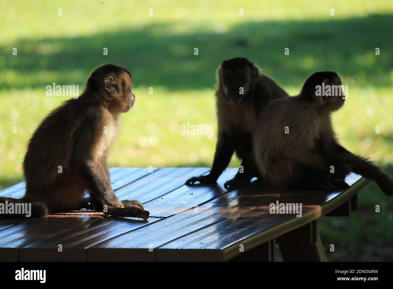 Monkey sitting on table hi-res stock photography and images - Alamy