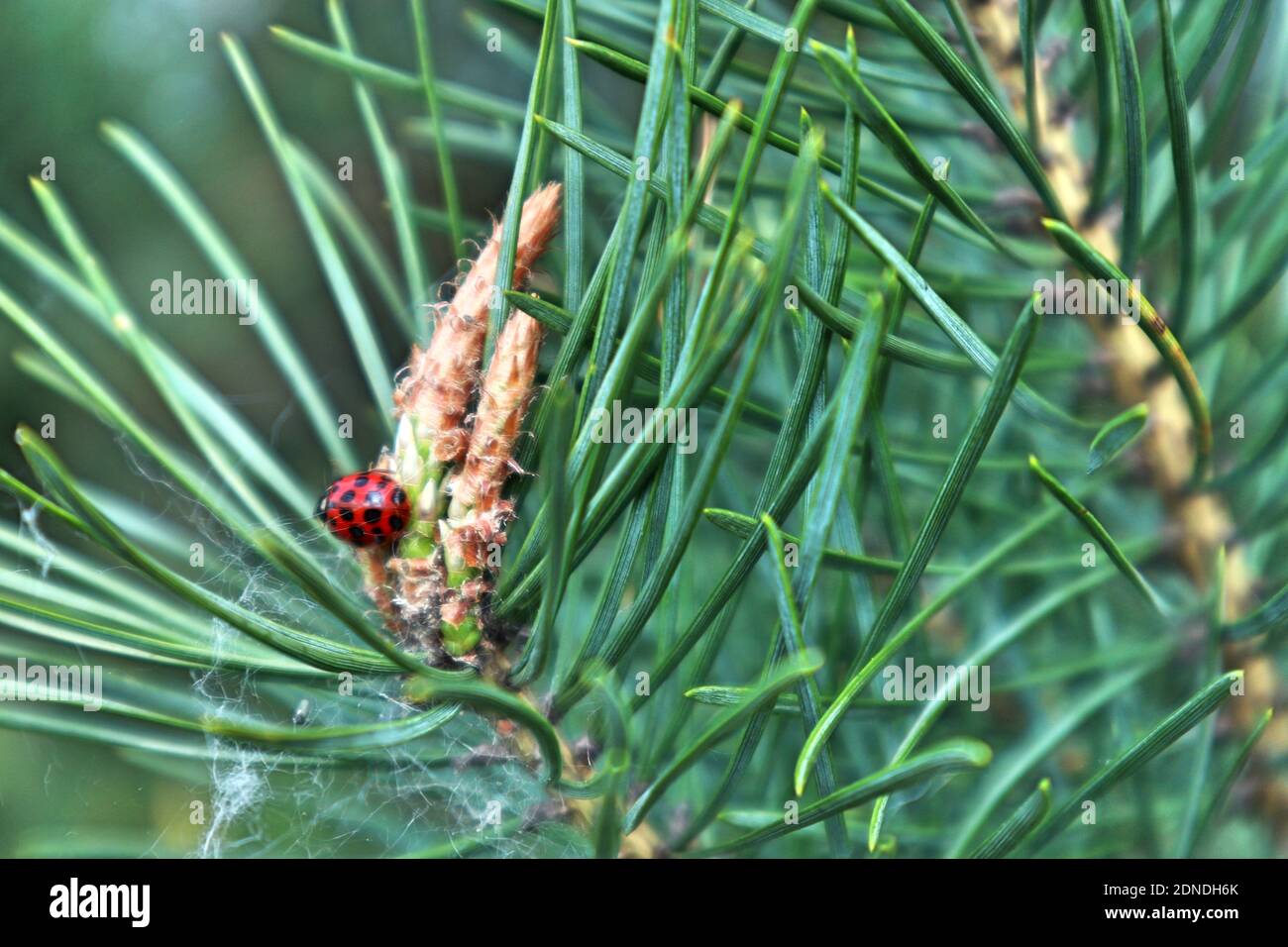 Pine Cone Lizard High Resolution Stock Photography and Images - Alamy