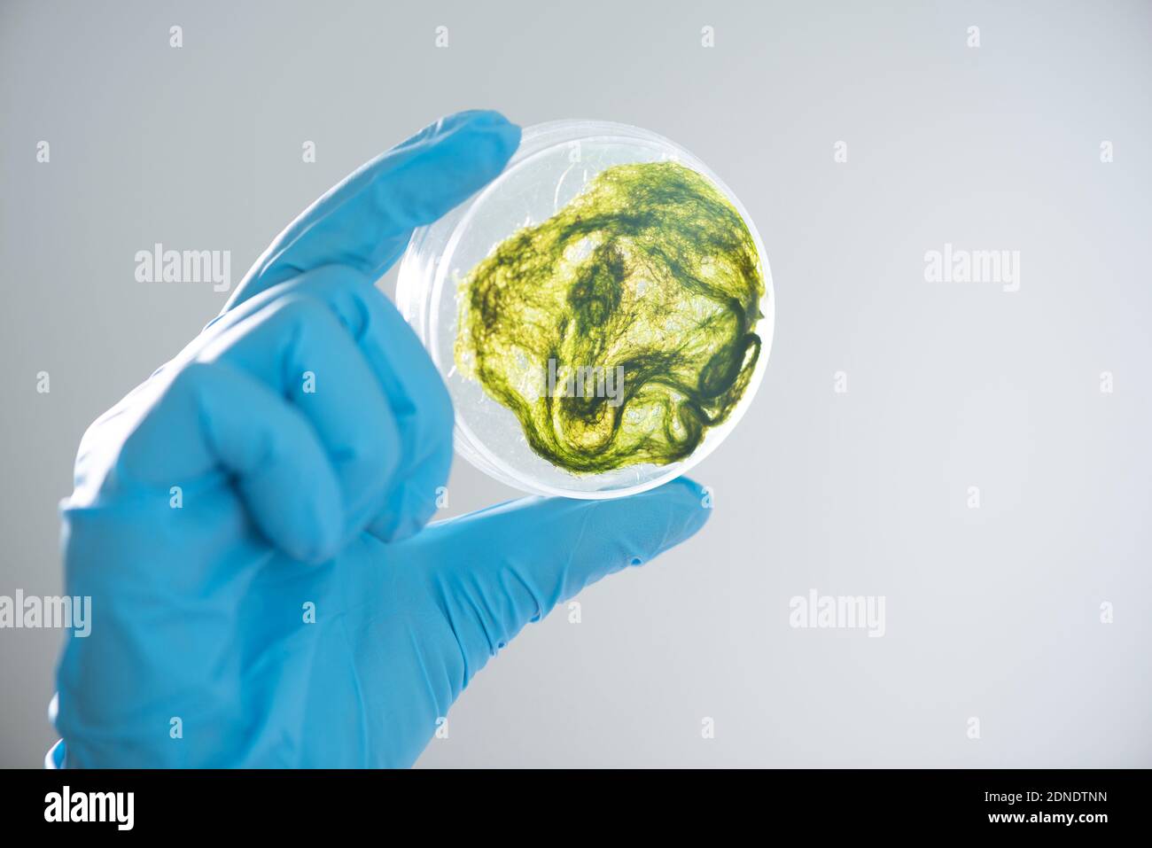 Algae protection hi-res stock photography and images - Alamy