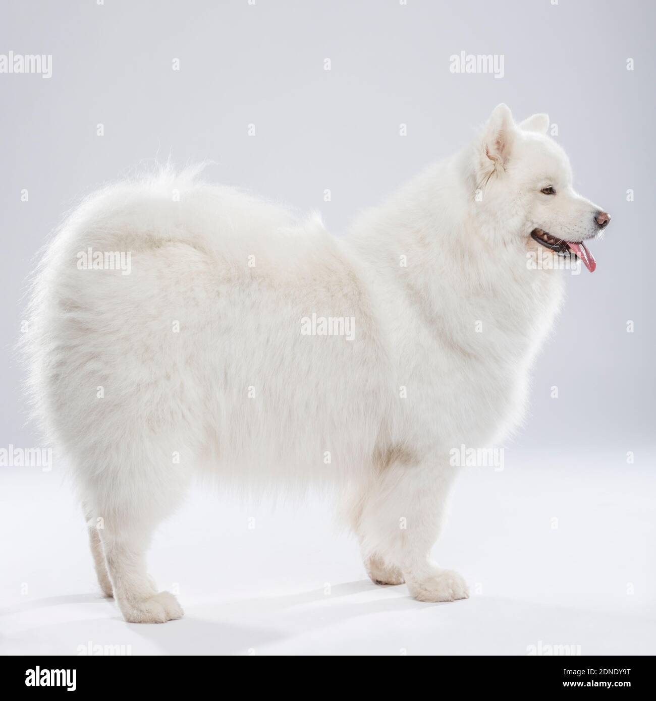 Samoyed side hi-res stock photography and images - Alamy