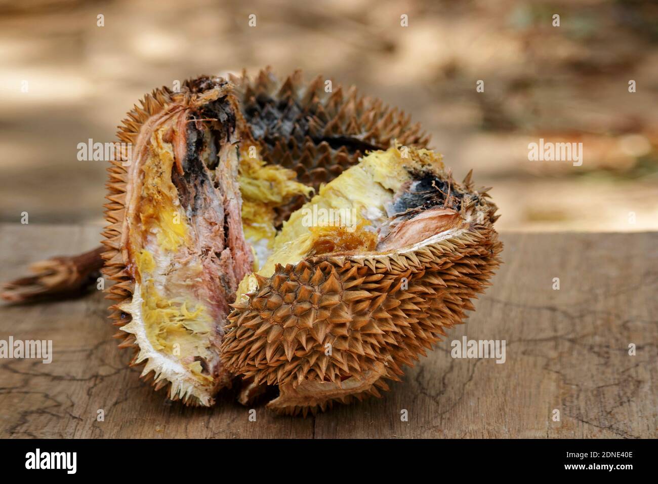 Dried durian fruit hi-res stock photography and images - Alamy
