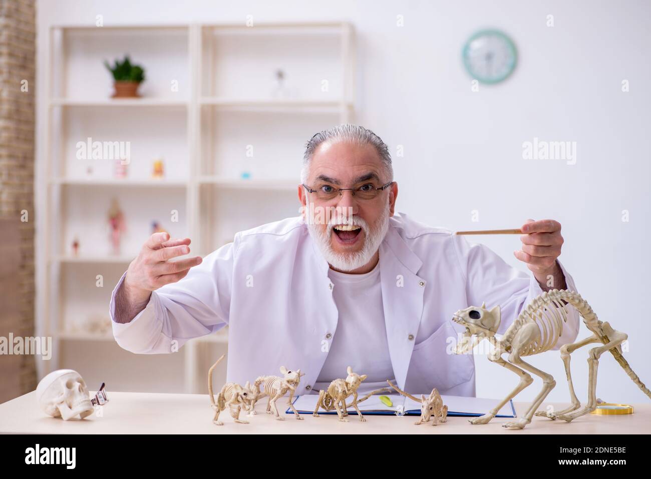 Old paleontologist examining ancient animals at lab Stock Photo - Alamy