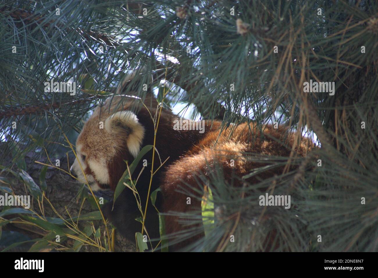 Panda in a tree hi-res stock photography and images - Alamy