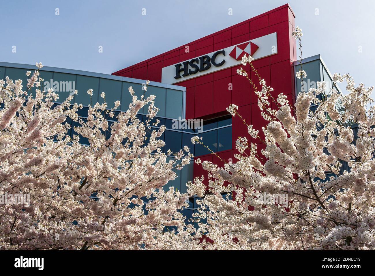 VANCOUVER, CANADA - APRIL 06, 2020: Cherry trees with fresh pink ...