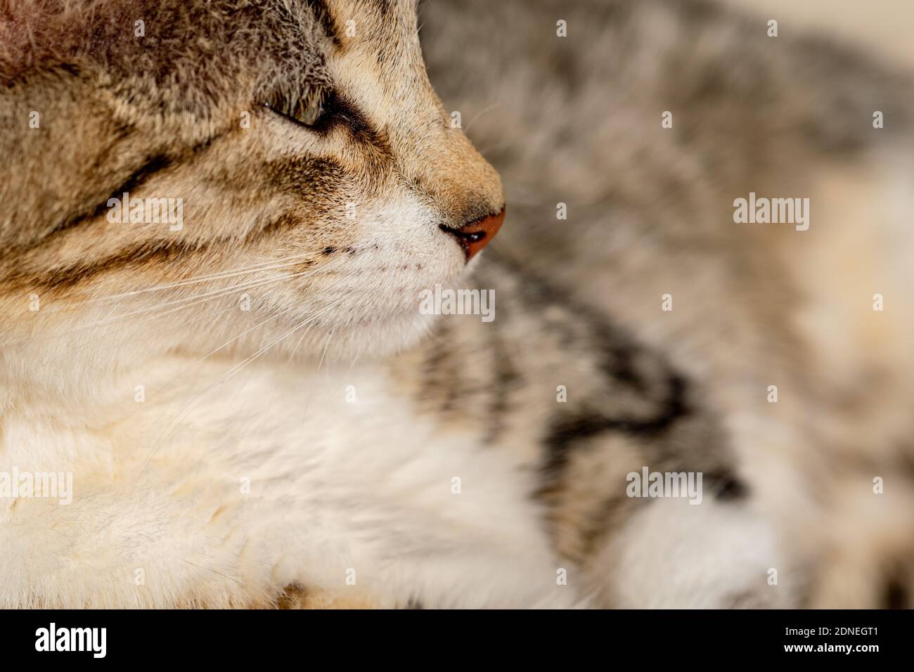 Domestic kitten side view head profile hi-res stock photography and ...
