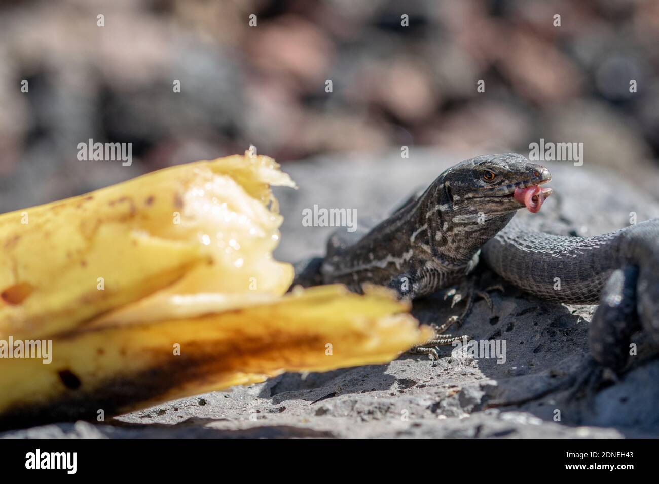 Bird eating lizard hi-res stock photography and images - Alamy