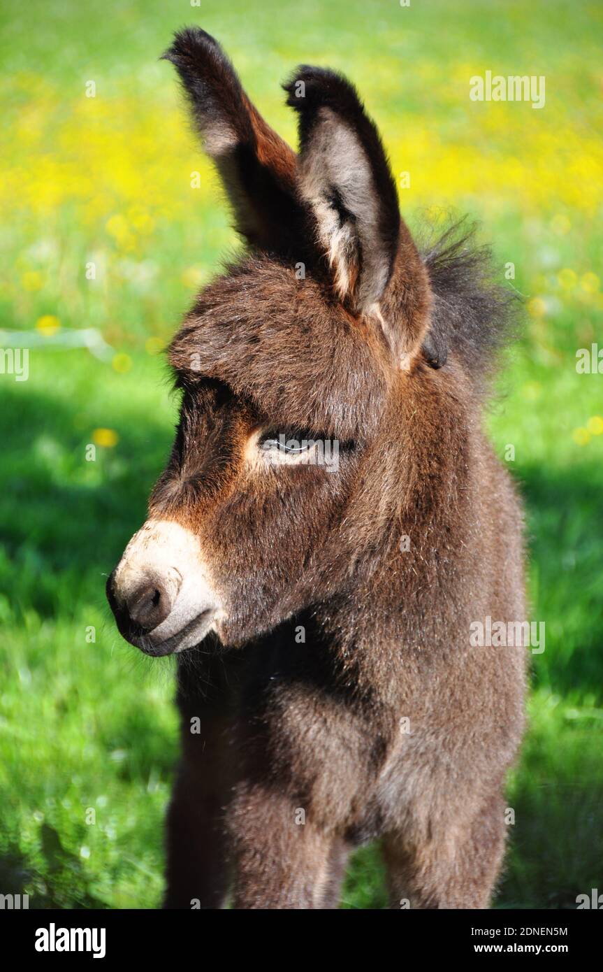 Donkey head profile hi-res stock photography and images - Alamy