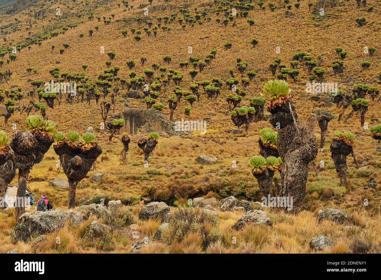 Dendrosenecio keniodendron hi-res stock photography and images - Alamy