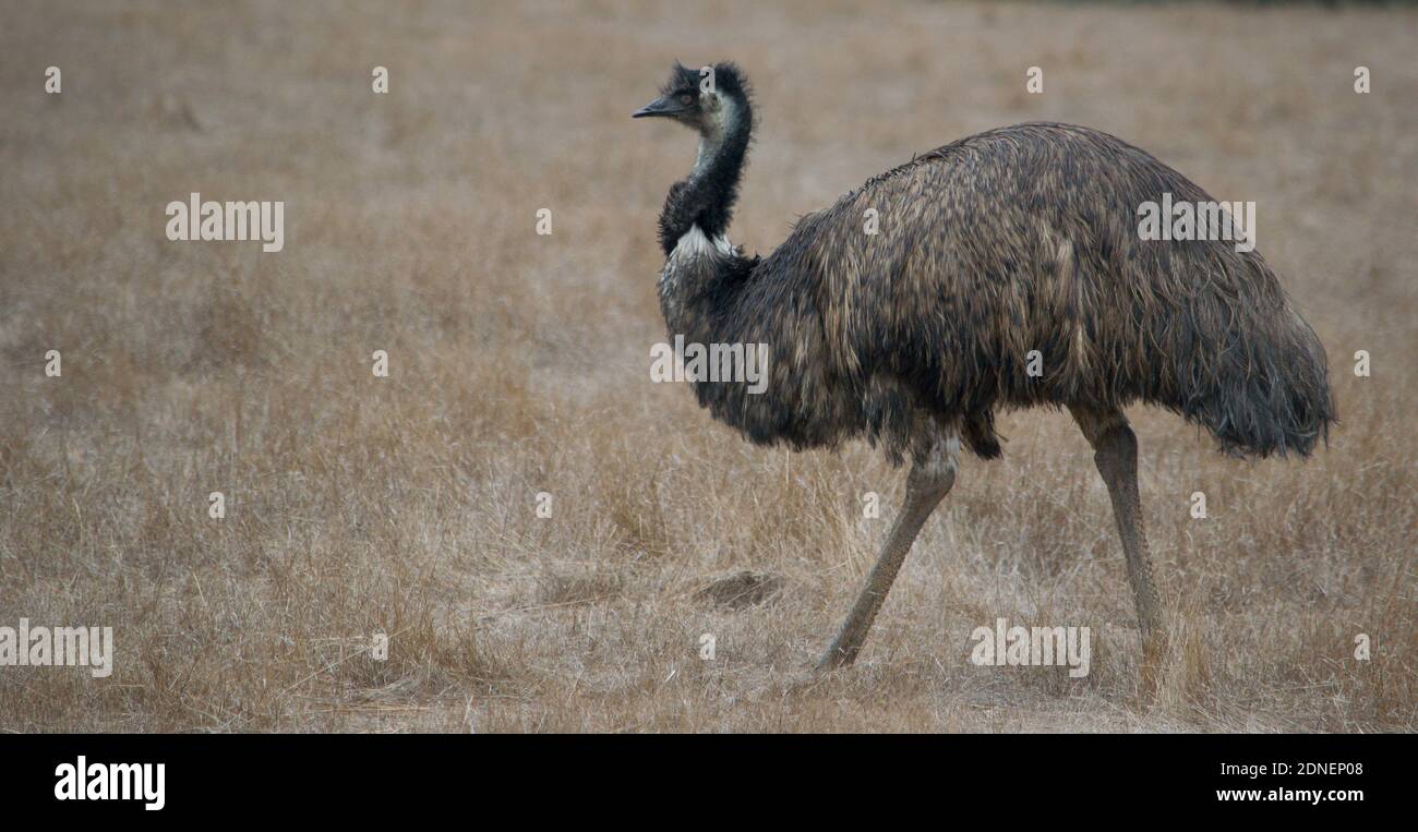 Side view emu in bird hi-res stock photography and images - Alamy