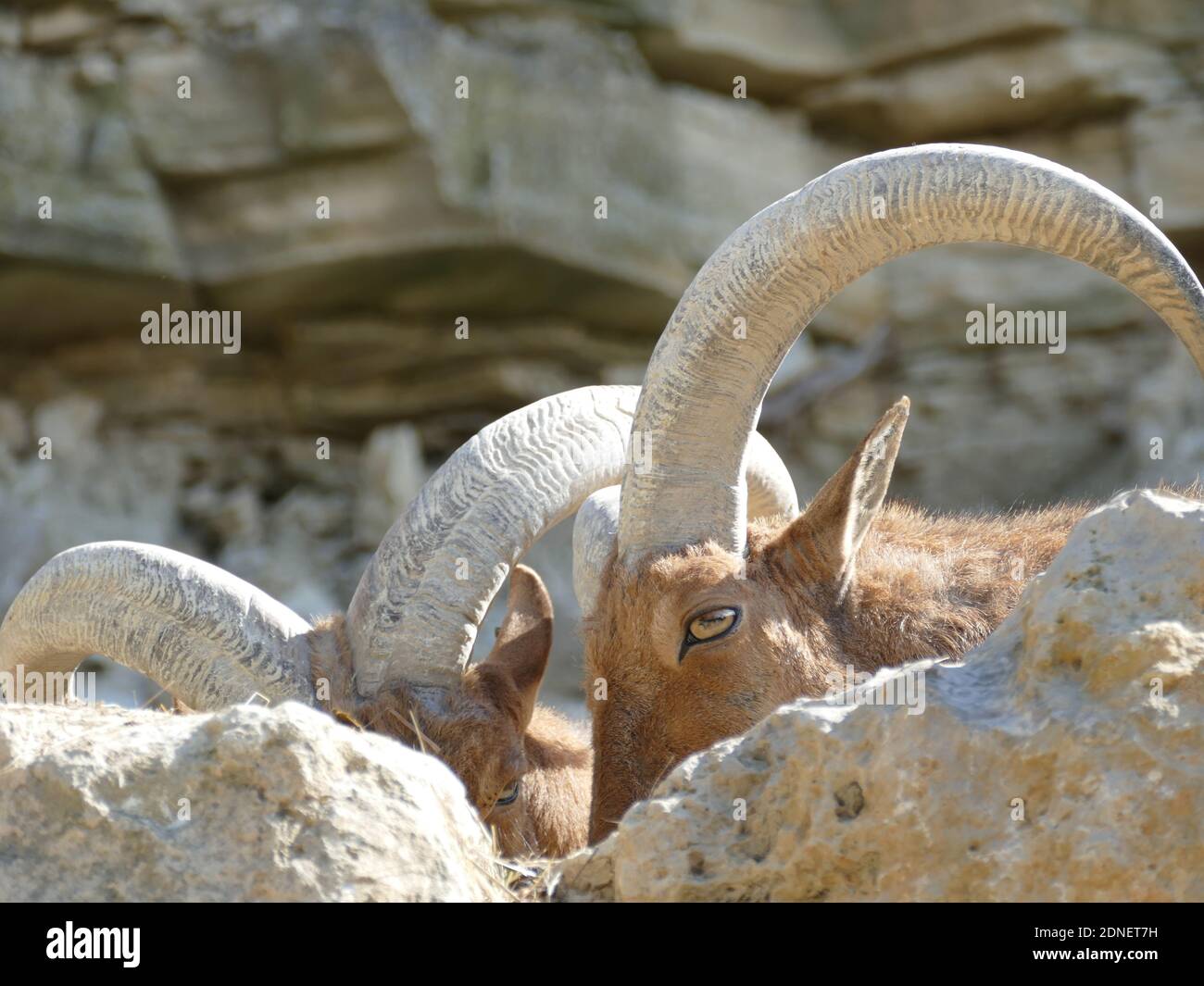 Barbary sheep animal hi-res stock photography and images - Alamy