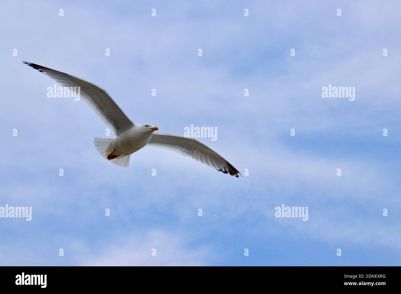 Seagul padstow hi-res stock photography and images - Alamy
