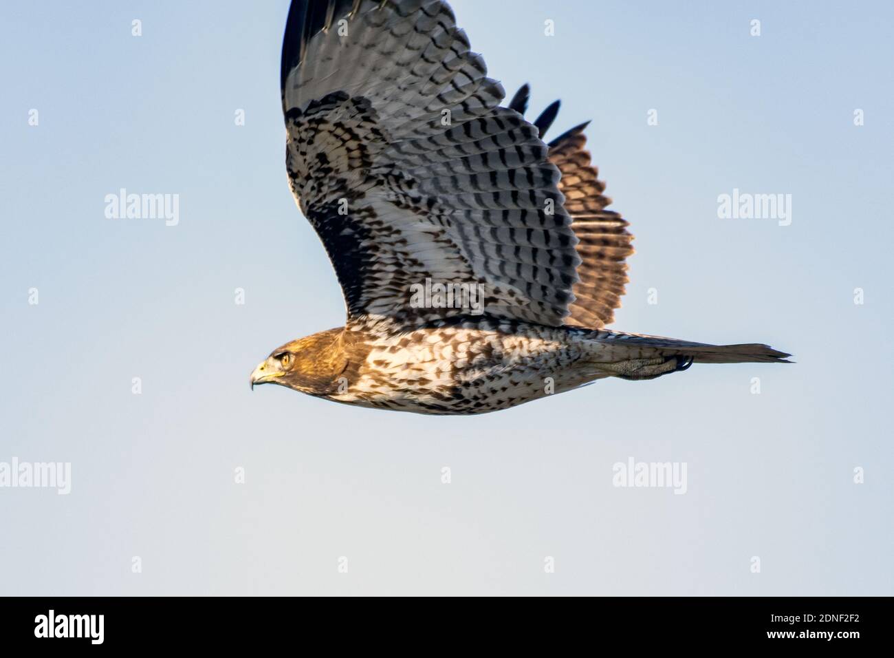Majestic Coopers Hawk, with wide wing span flying across the blue sky ...