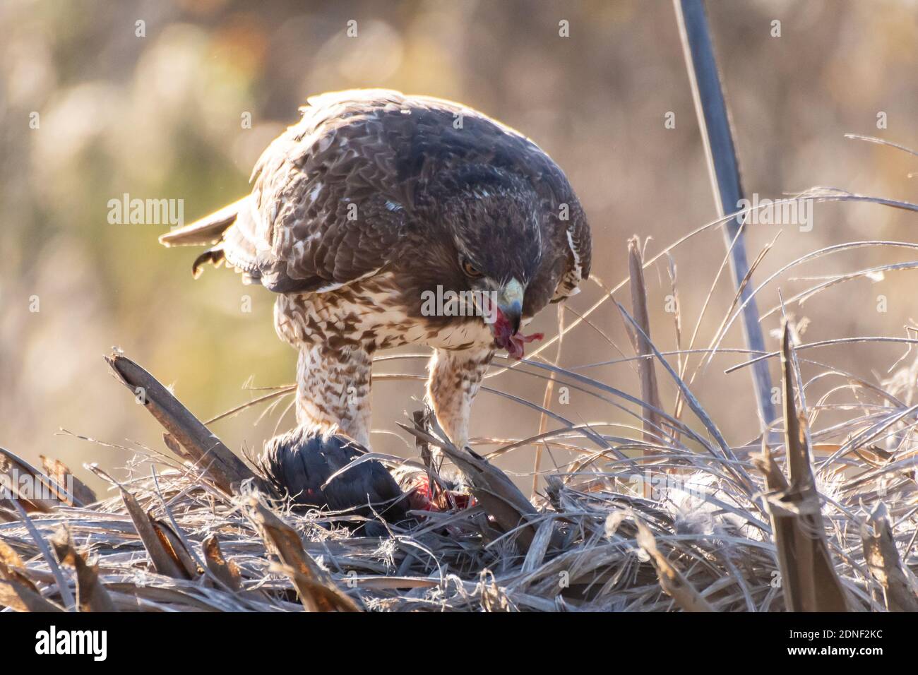 Majestic Coopers Hawk stands over freshy hunted prey and eats the flesh ...