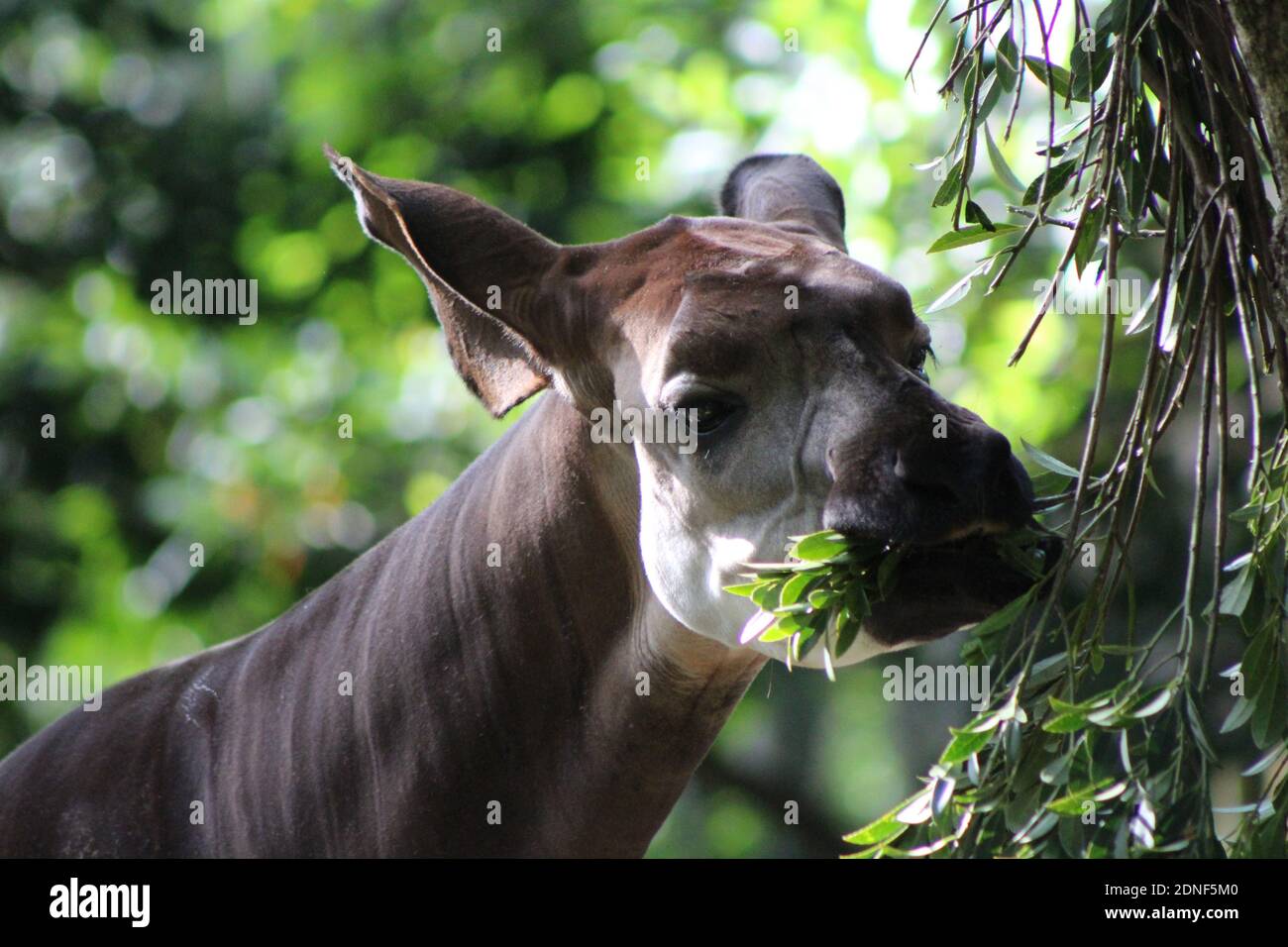 Close up of an okapi eating hi-res stock photography and images - Alamy