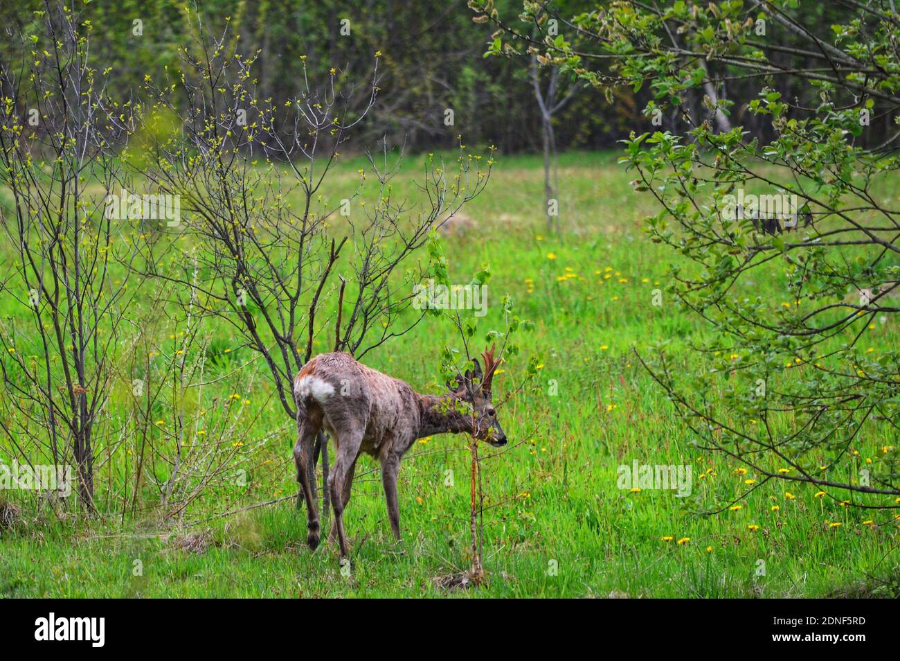 Deer wildlife romania hi-res stock photography and images - Alamy