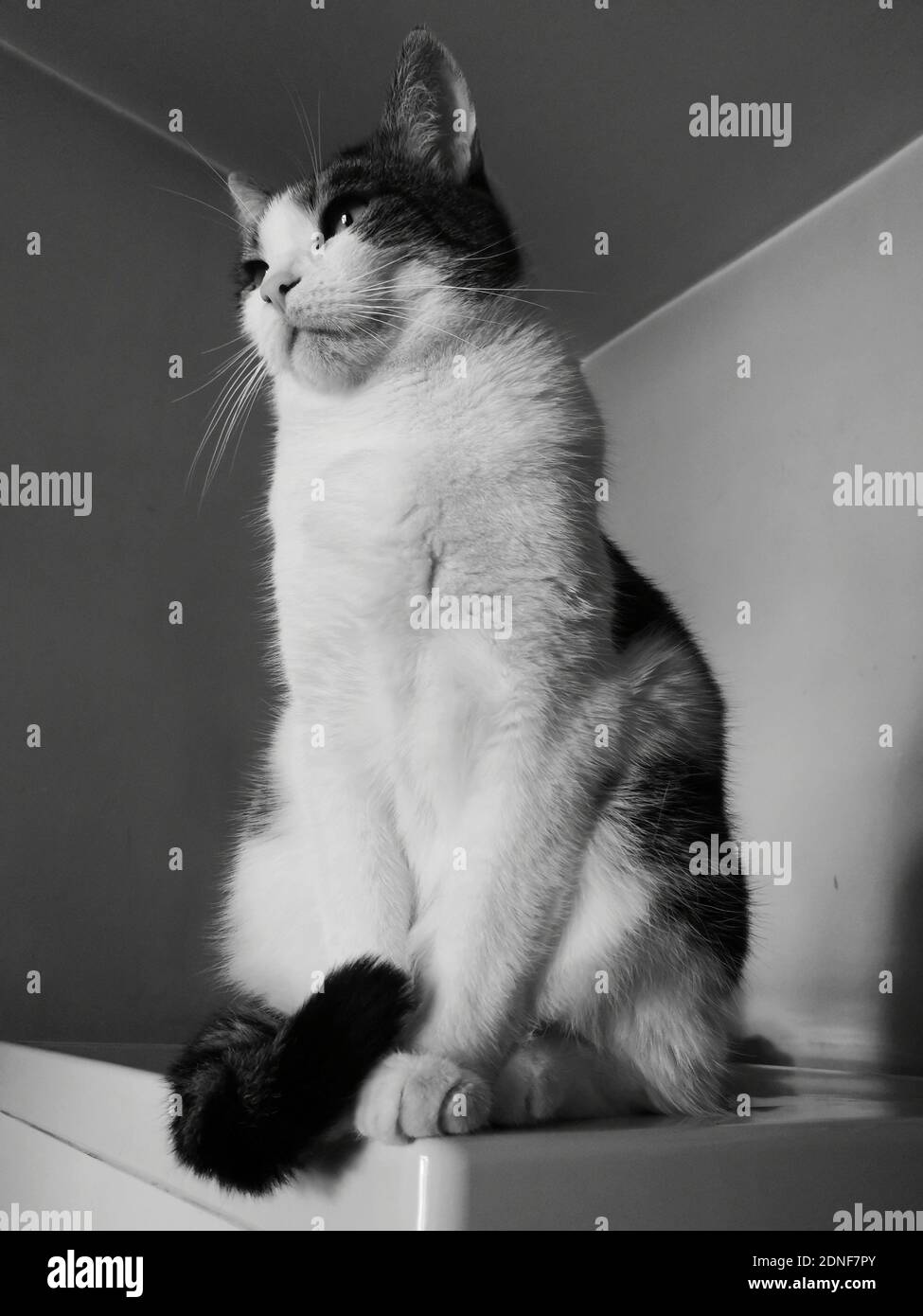 Still life with cats hi-res stock photography and images - Alamy