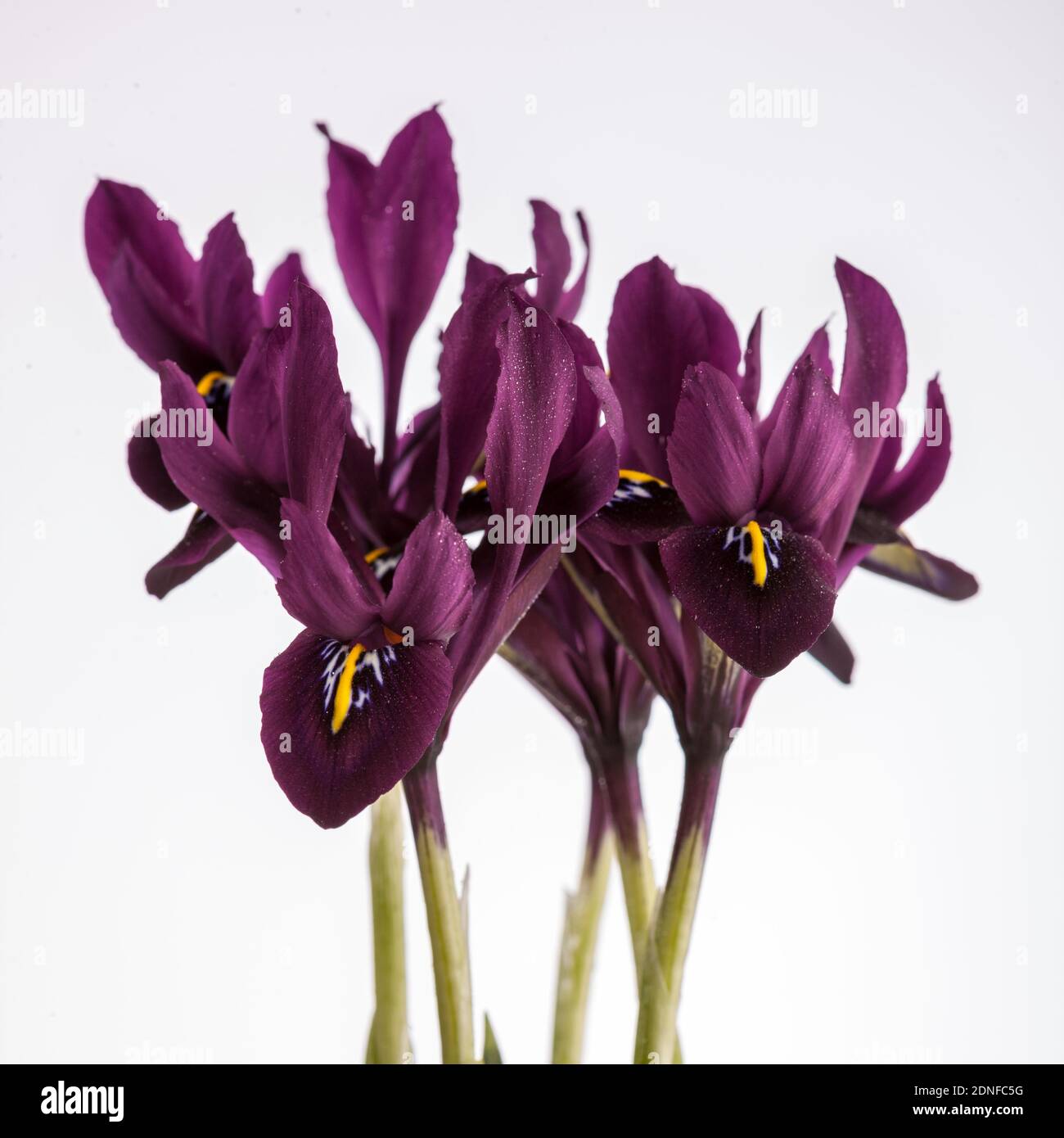 Netted iris iris reticulata hi-res stock photography and images - Alamy