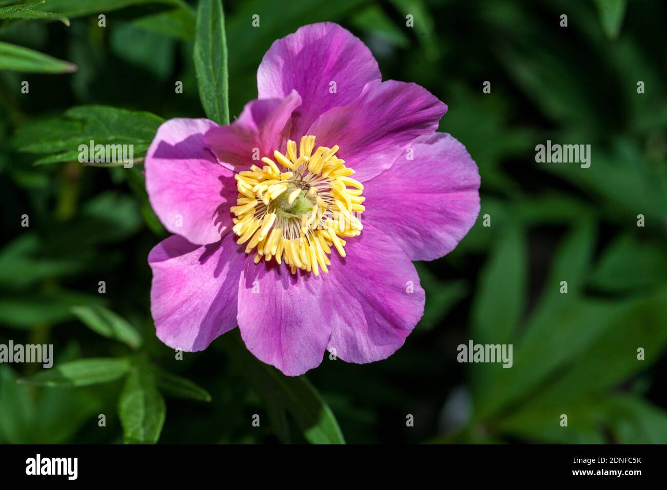 Veitchii hi-res stock photography and images - Alamy