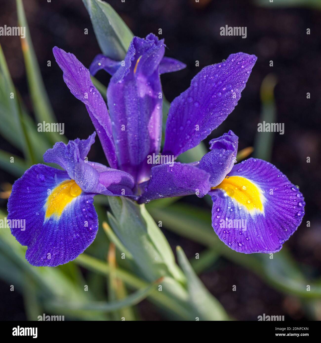'Blue Magic' Dutch iris, Holländsk iris (Iris hollandica Stock Photo ...