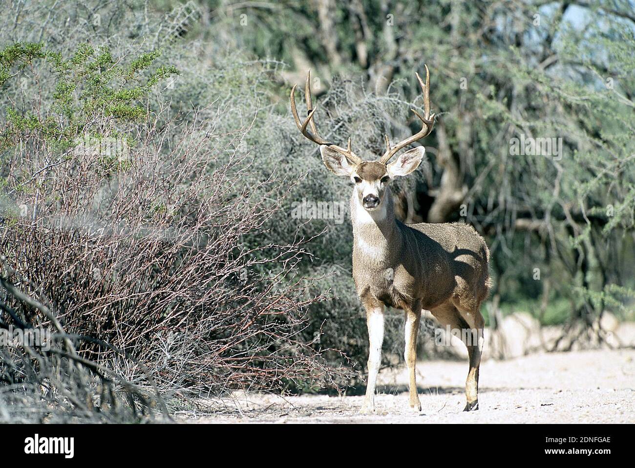 Mule deer arizona hi-res stock photography and images - Alamy