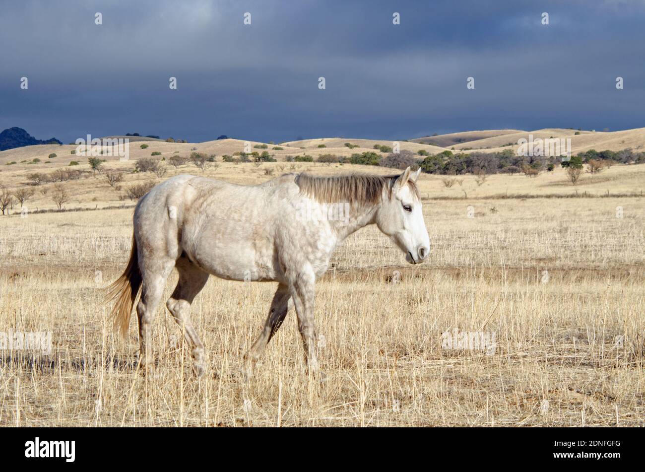 Horse (Equus caballus Stock Photo - Alamy