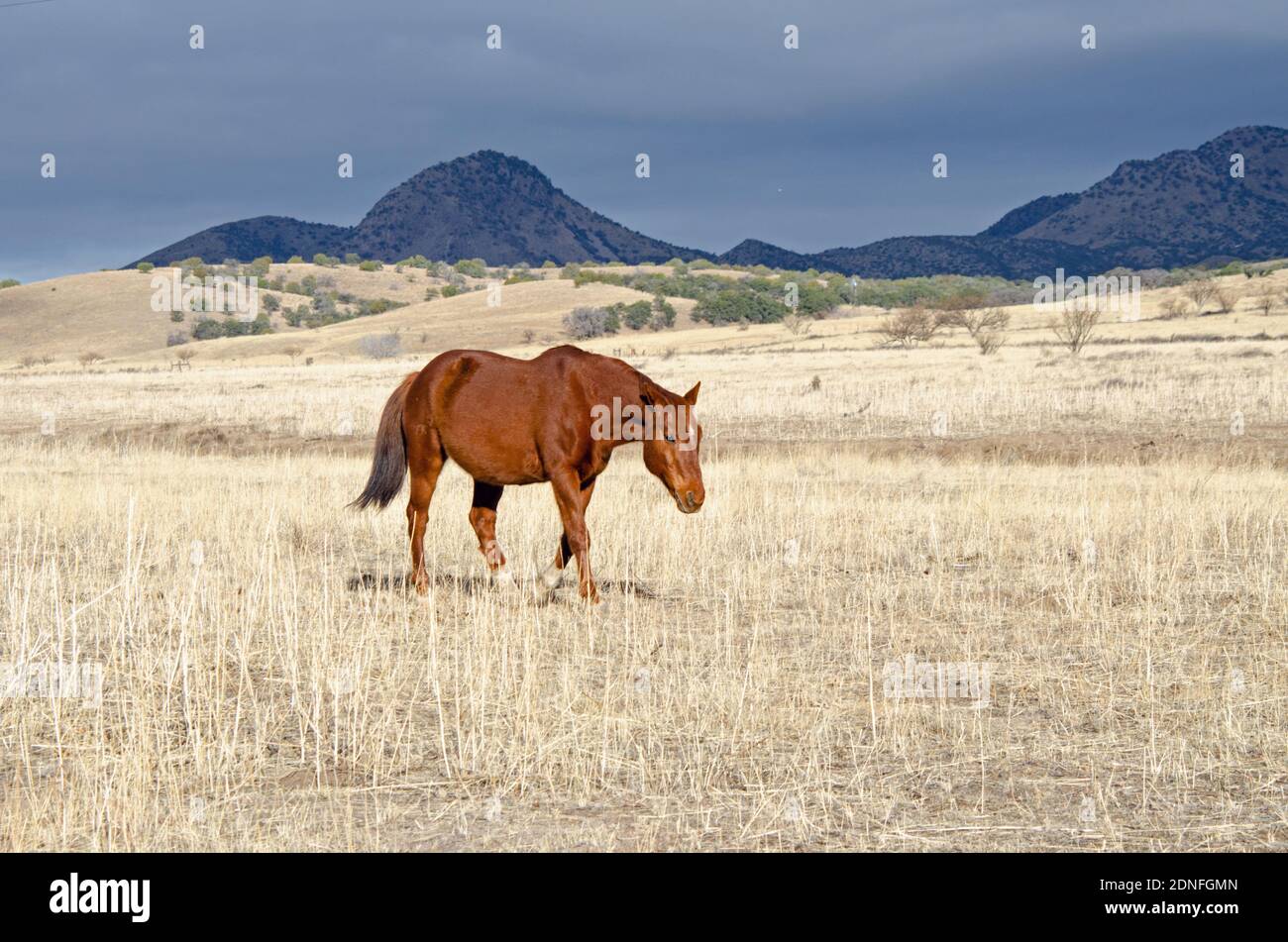 Horse (Equus caballus Stock Photo - Alamy