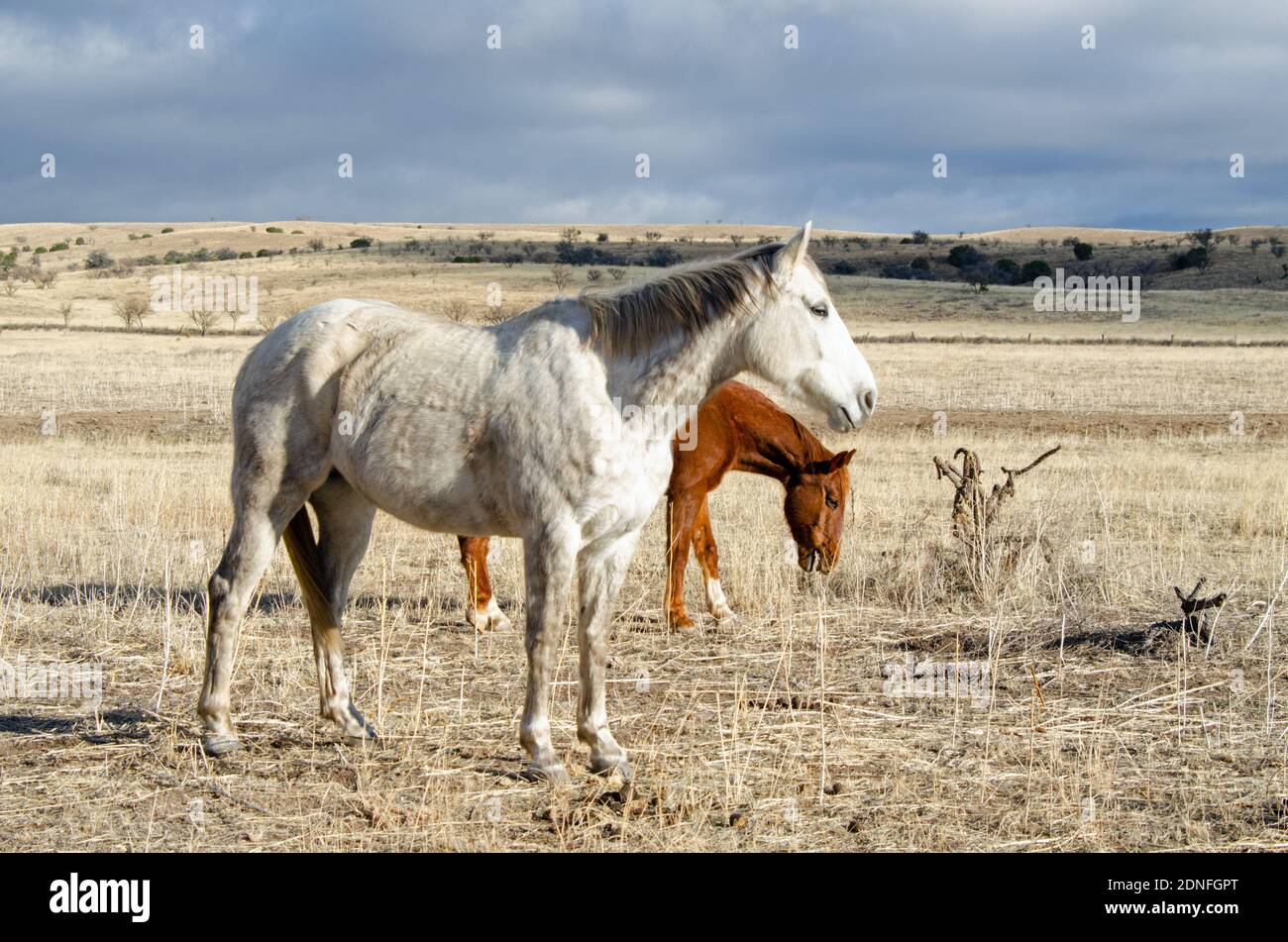 Horses (Equus caballus Stock Photo - Alamy