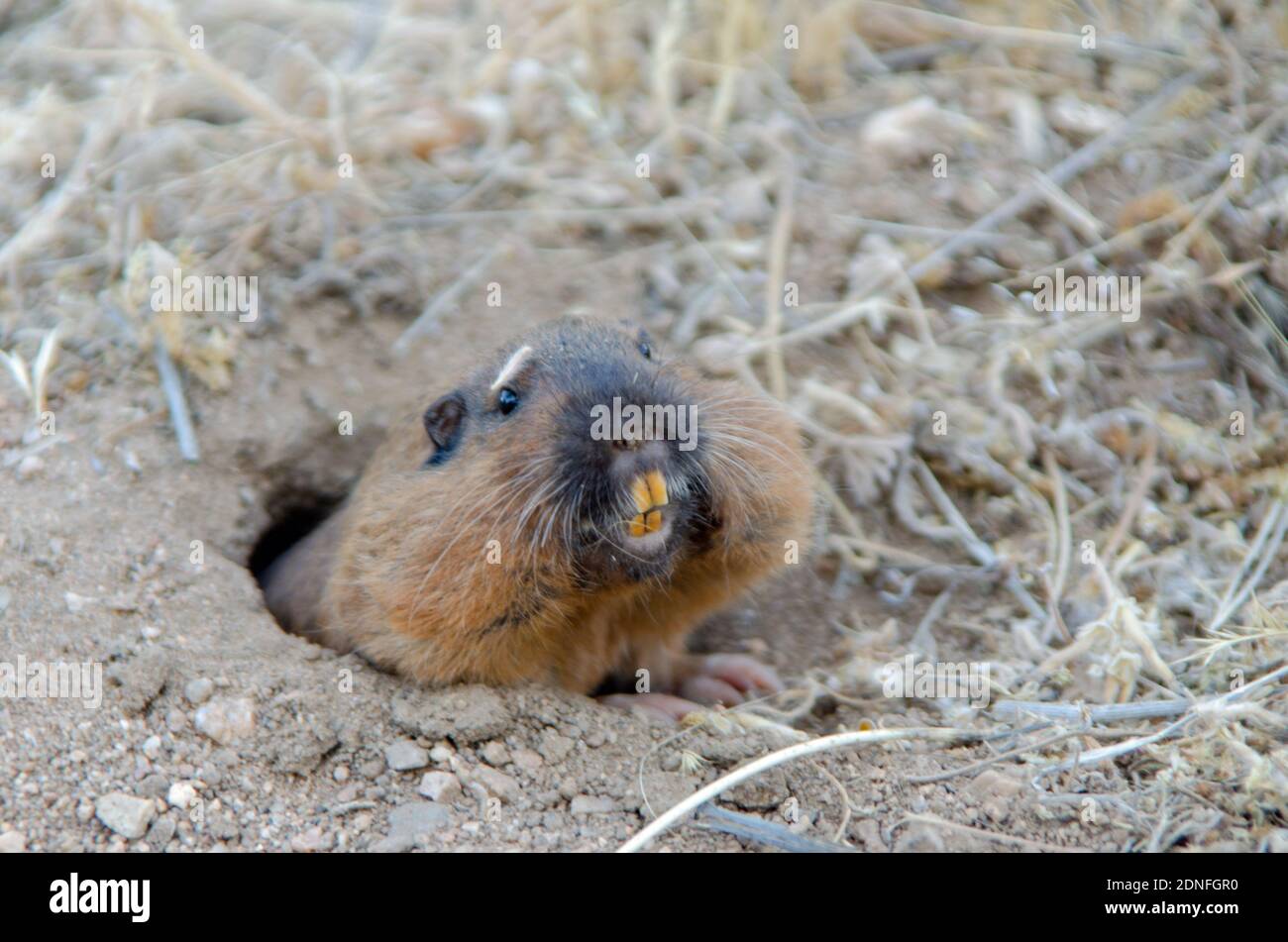 Pocket gopher hi-res stock photography and images - Alamy