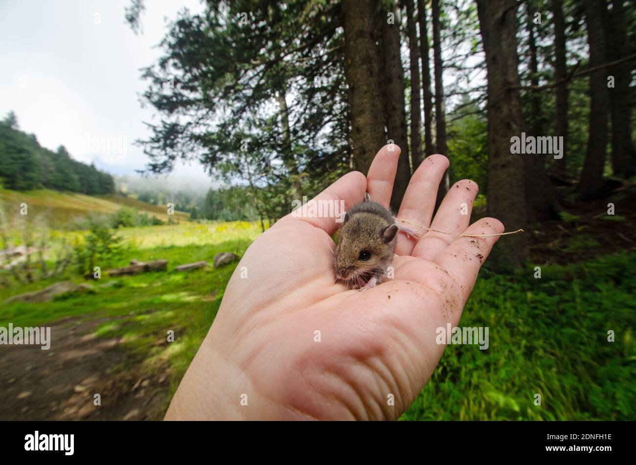 Mouse in hand Stock Photo - Alamy