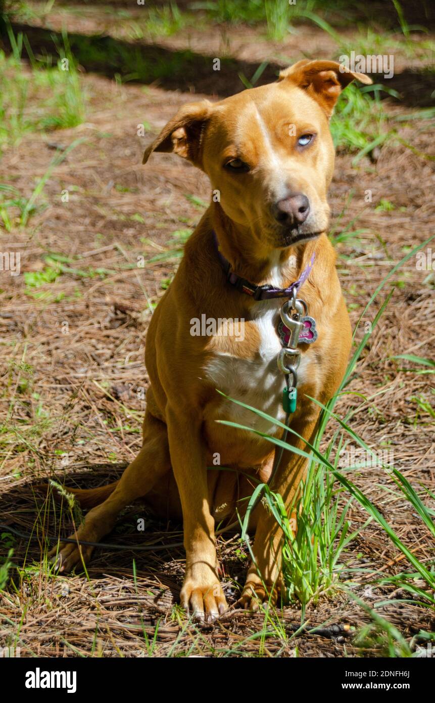 Domestic Dog (Canis familiaris Stock Photo - Alamy