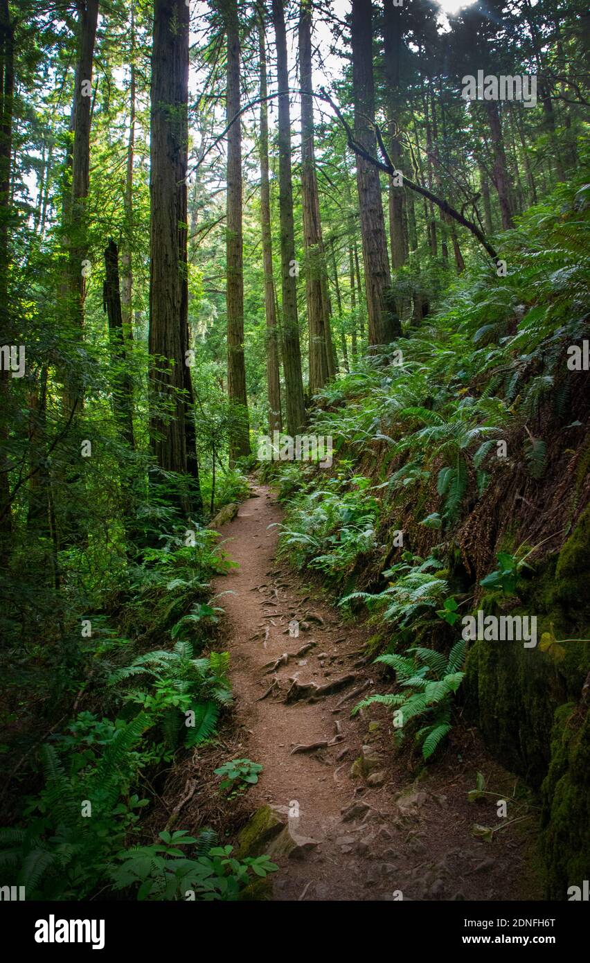 Steep Ravine Trail, Mount Tamalpais State Park, California Stock Photo ...