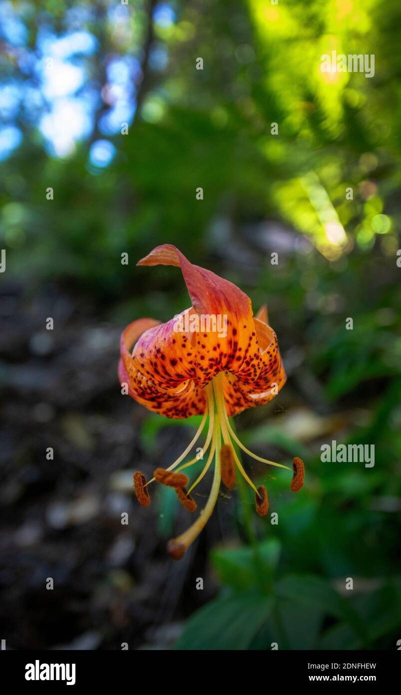 Leopard lily, Northern California Stock Photo - Alamy