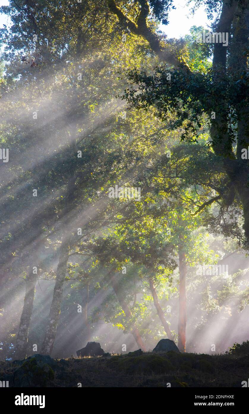 Sun rays through oak trees, Northern California Stock Photo - Alamy