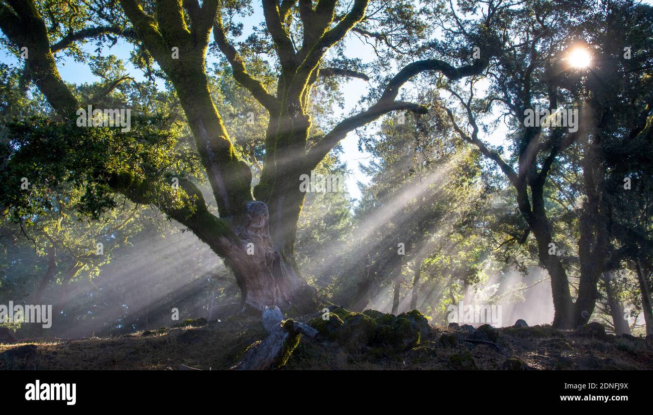 Sun rays through Oak trees, Northern California Stock Photo - Alamy