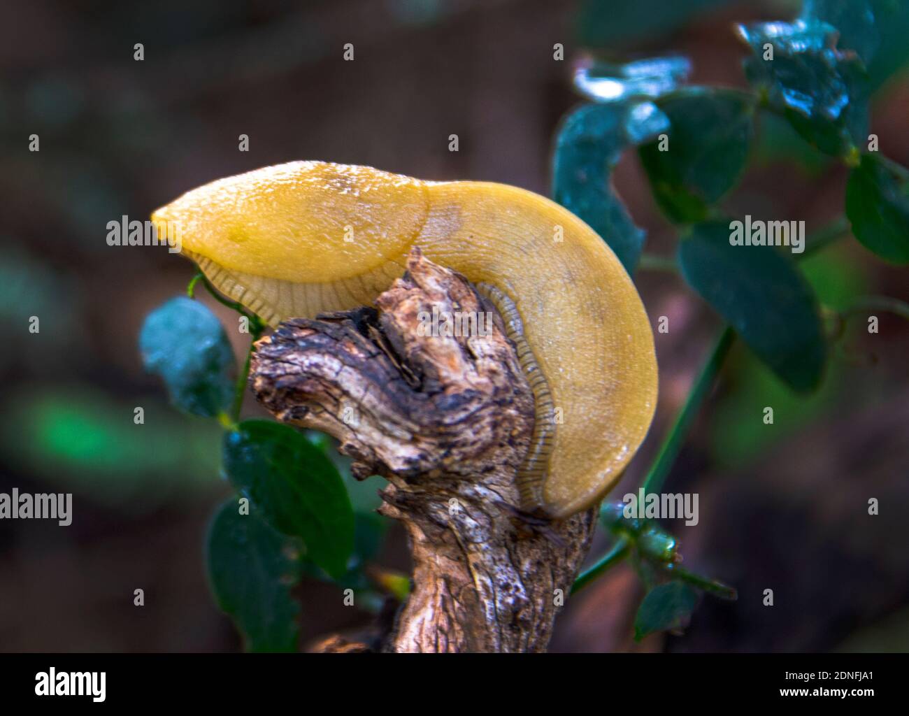 Banana slug, Northern California Stock Photo - Alamy