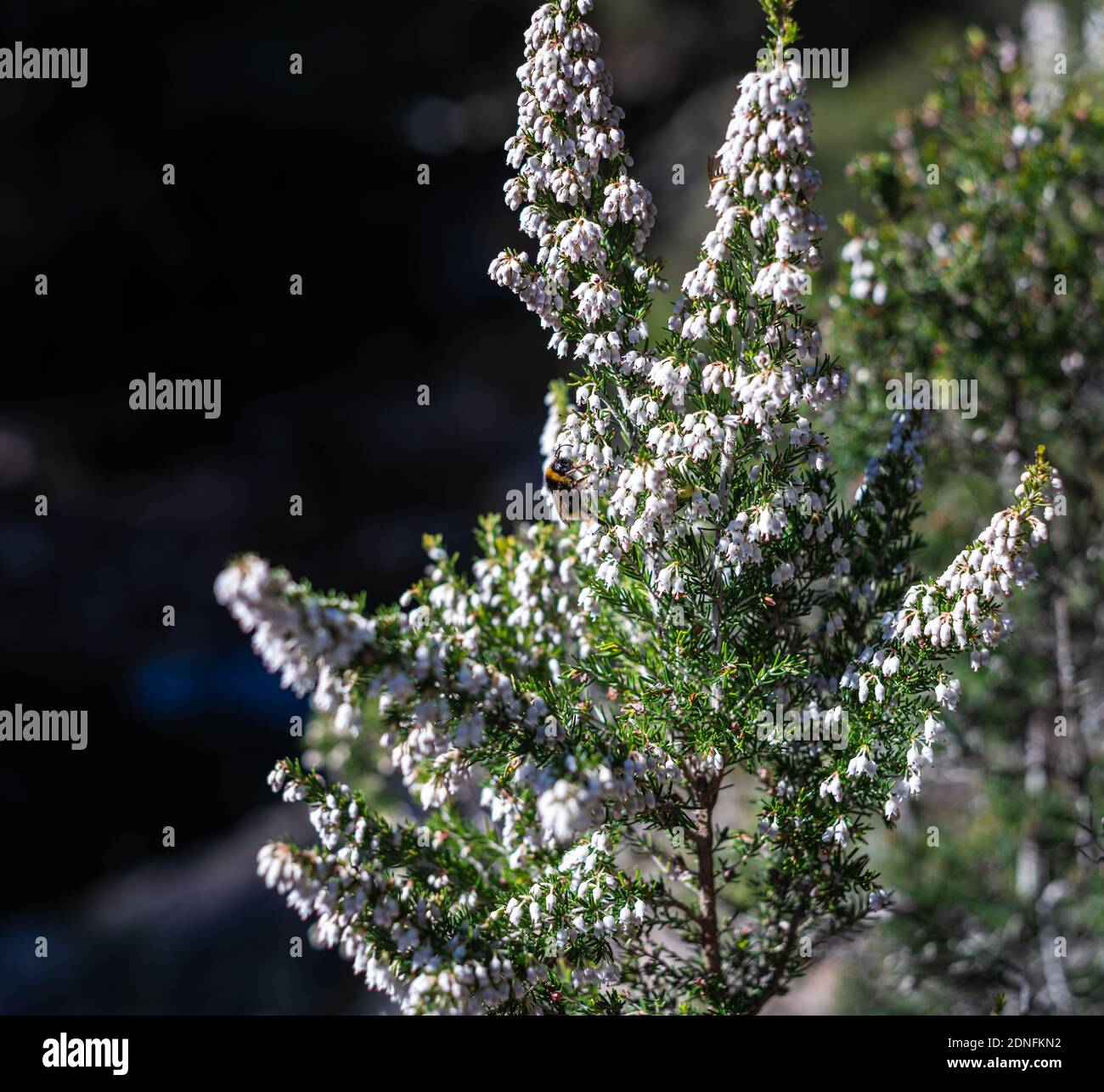 Erica Arborea Flowering High Resolution Stock Photography and Images ...