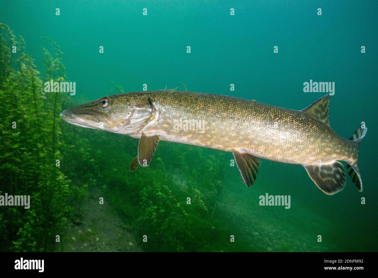 Marine life fish pike hi-res stock photography and images - Alamy