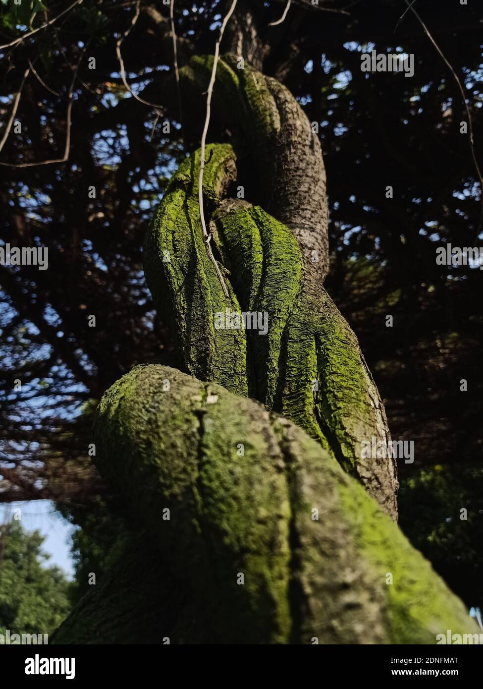 Scale creeper hi-res stock photography and images - Alamy