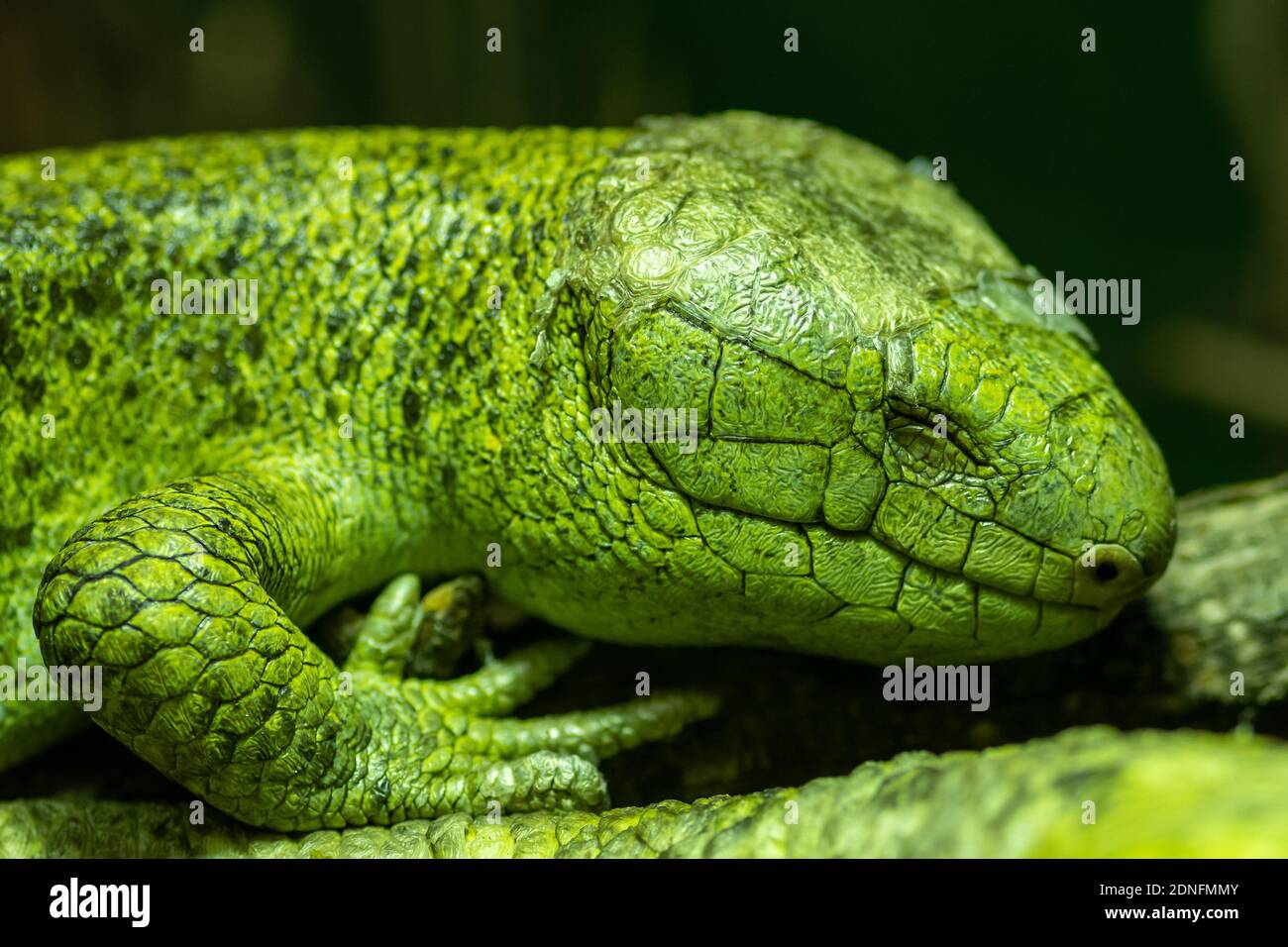 Solomon skink hi-res stock photography and images - Alamy