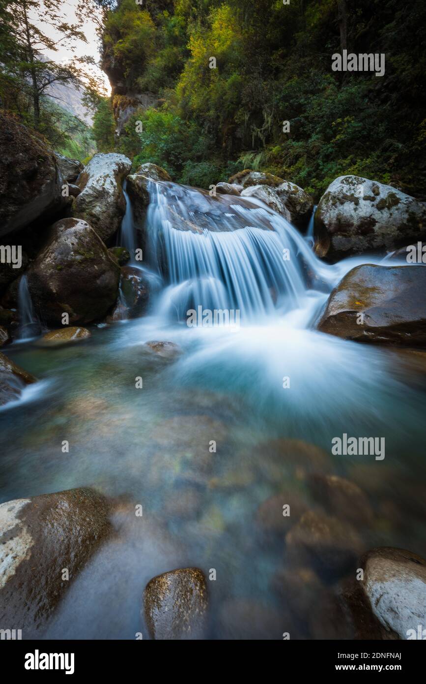 River Flowing Through Forest Stock Photo - Alamy