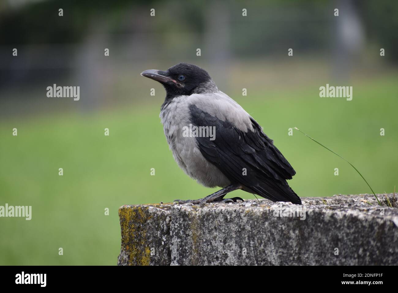 The crow stand hi-res stock photography and images - Alamy