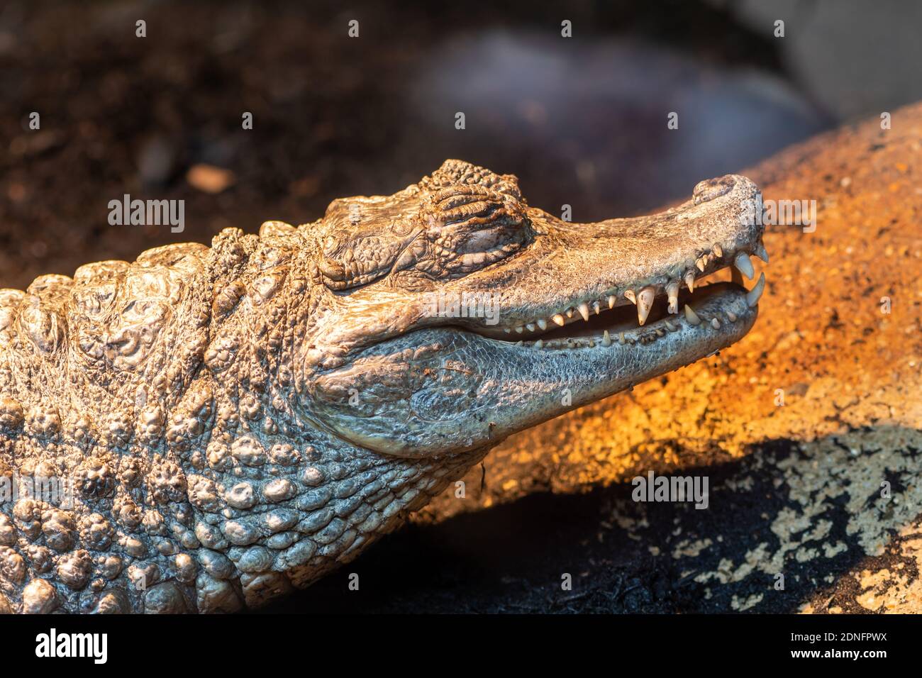 White caiman teeth hi-res stock photography and images - Alamy