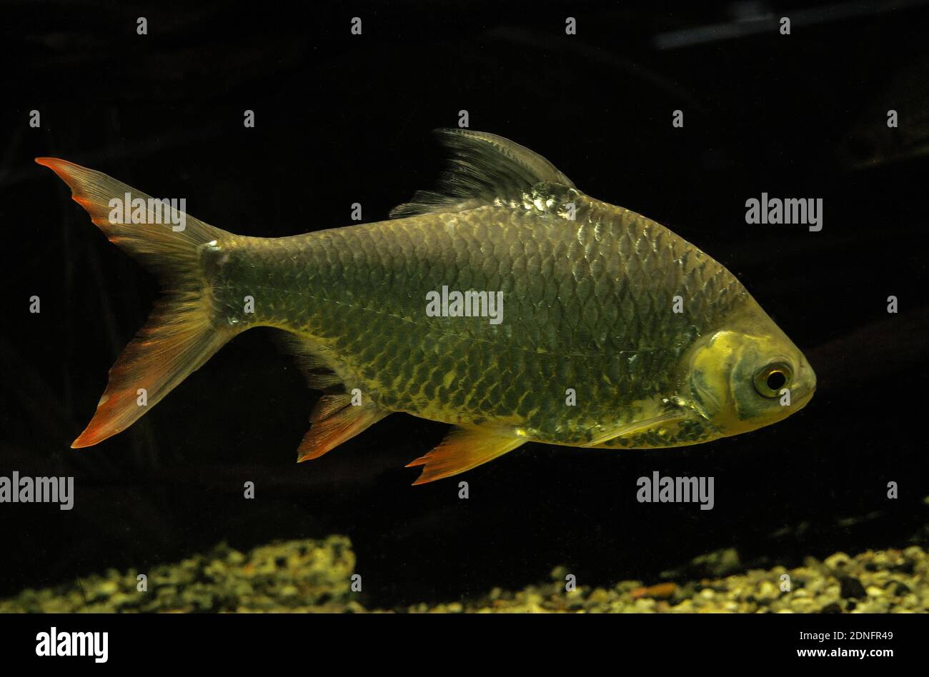 One fish swimming hi-res stock photography and images - Alamy